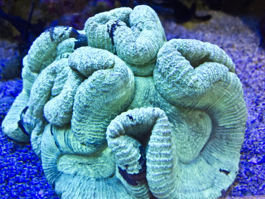 Aquatic Design Centre