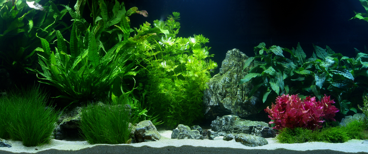 Aquatic Design Centre