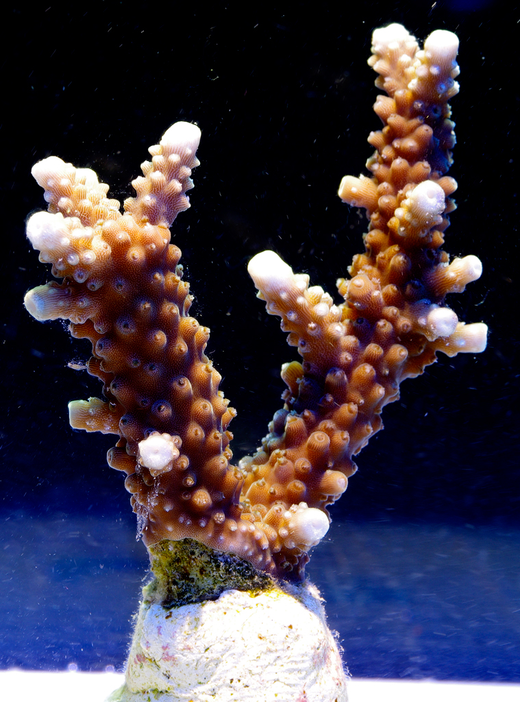 Aquatic Design Centre