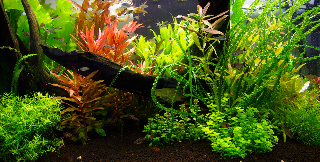 Aquatic Design Centre