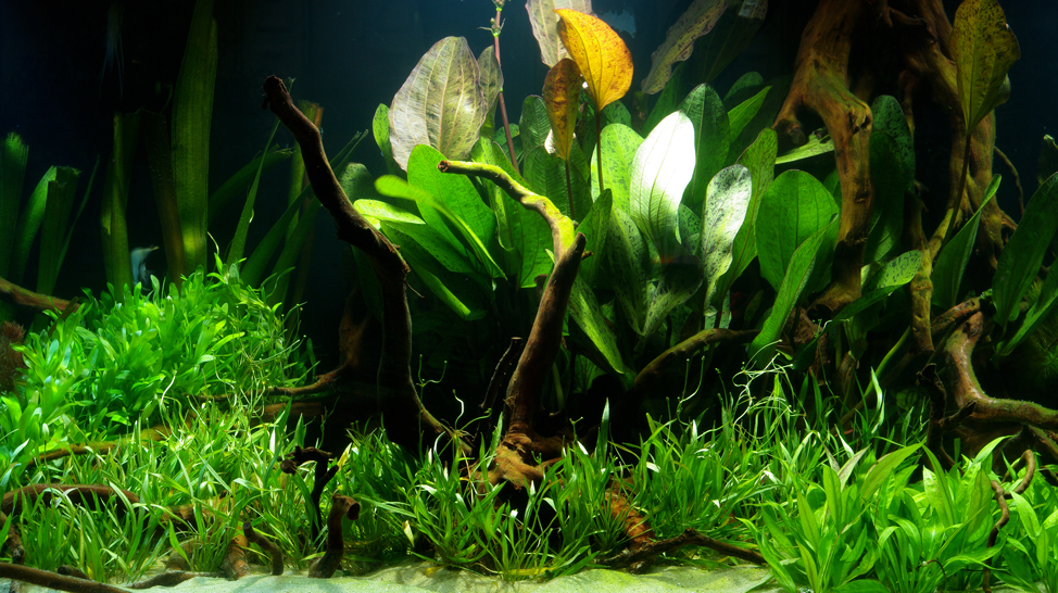Aquatic Design Centre