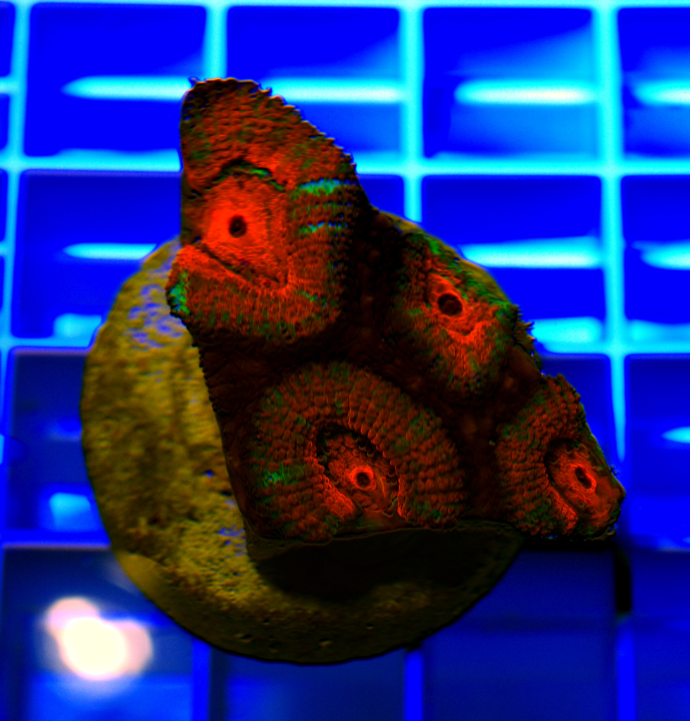 Aquatic Design Centre