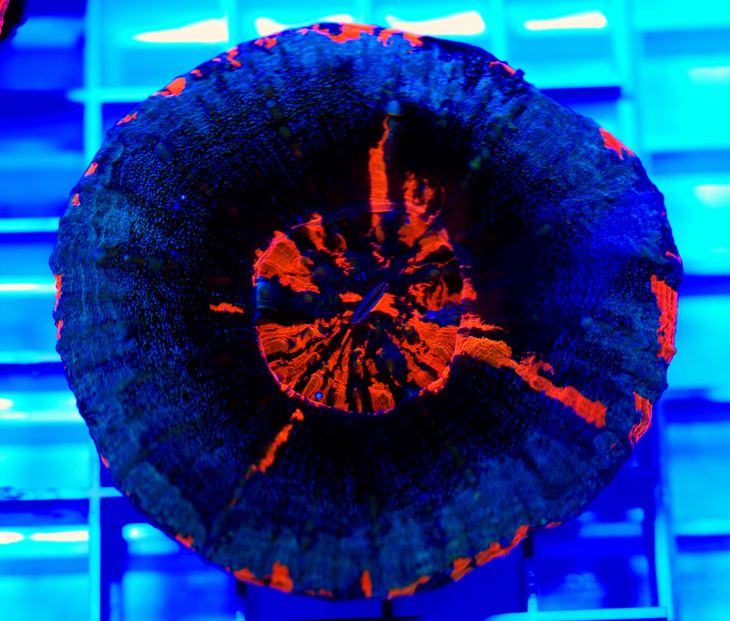 Aquatic Design Centre