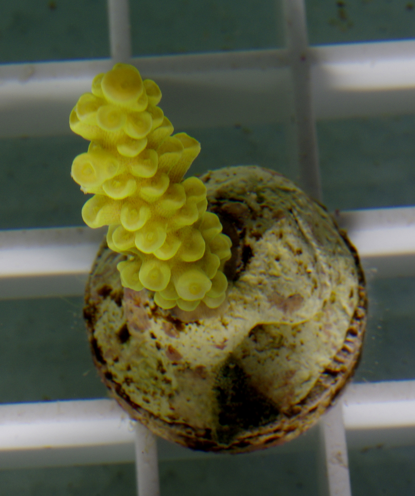 Aquatic Design Centre