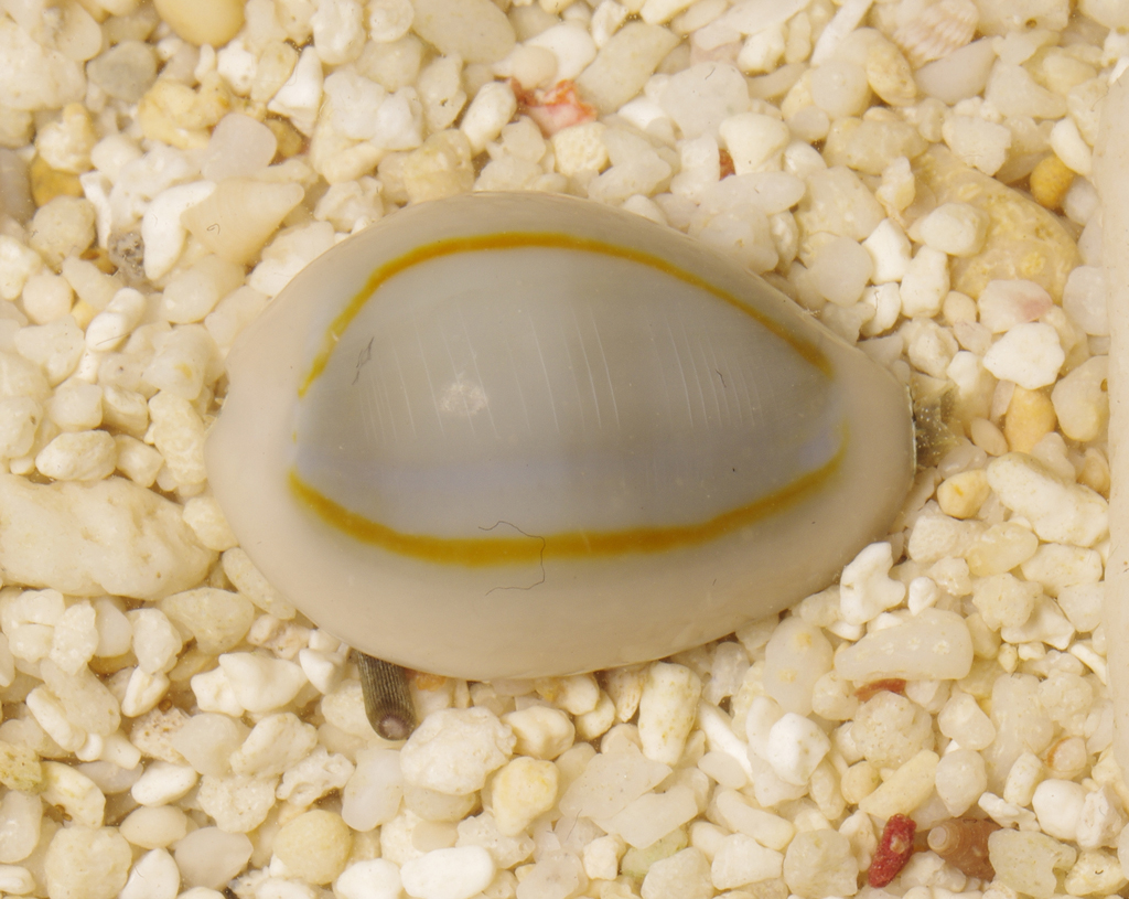 Aquatic Design Centre