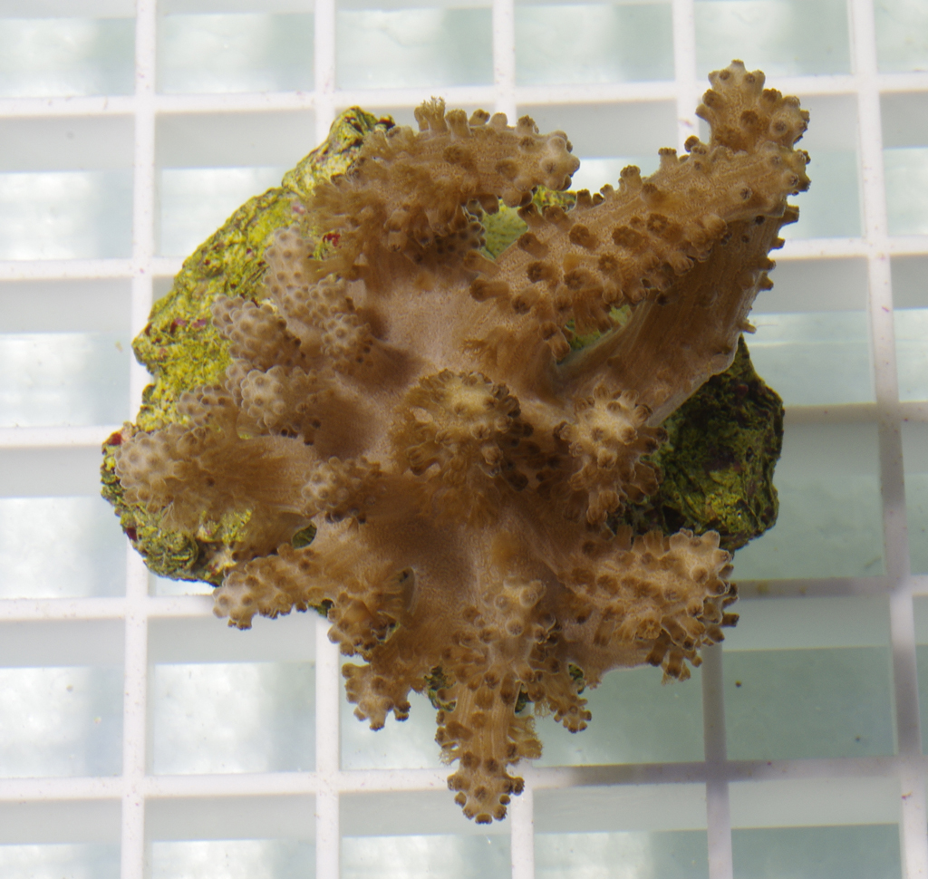 Aquatic Design Centre