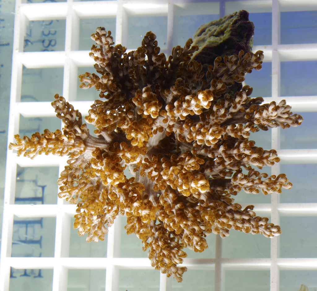 Aquatic Design Centre