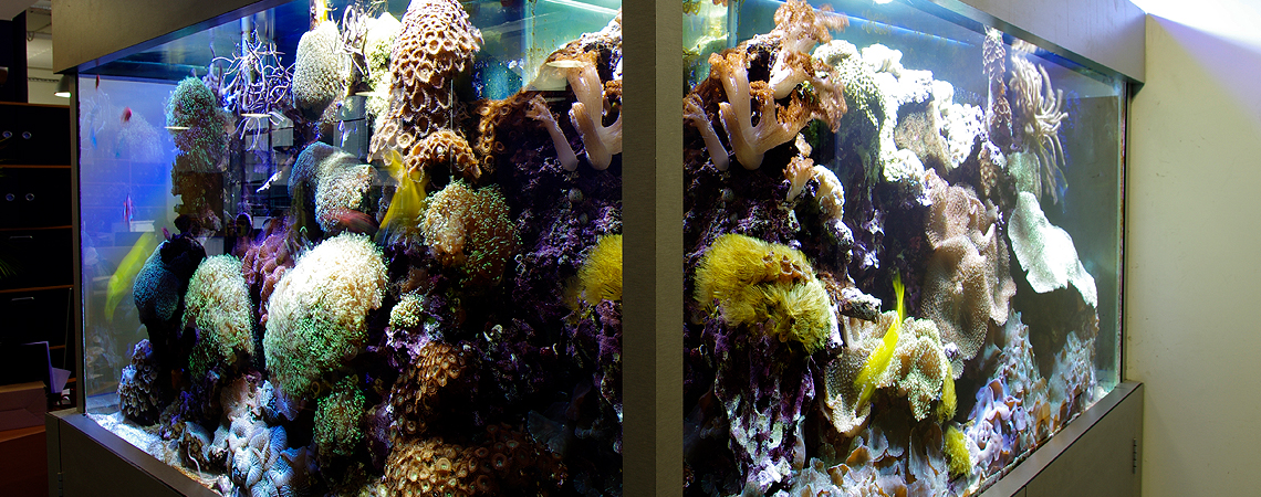 Aquatic Design Centre