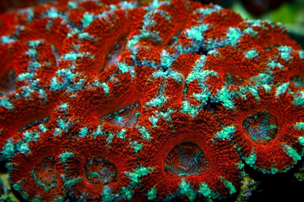 Aquatic Design Centre