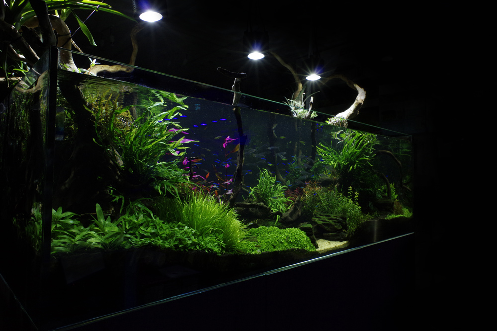 Aquatic Design Centre