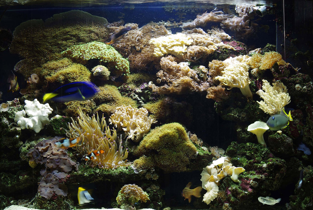 Aquatic Design Centre