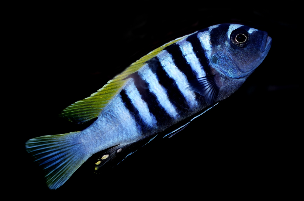 Aquatic Design Centre