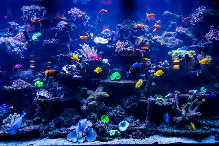Aquatic Design Centre