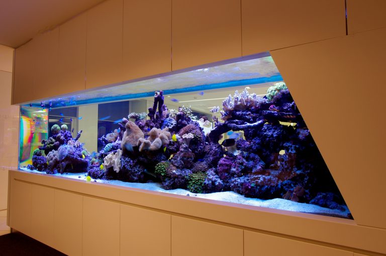 Aquatic Design Centre