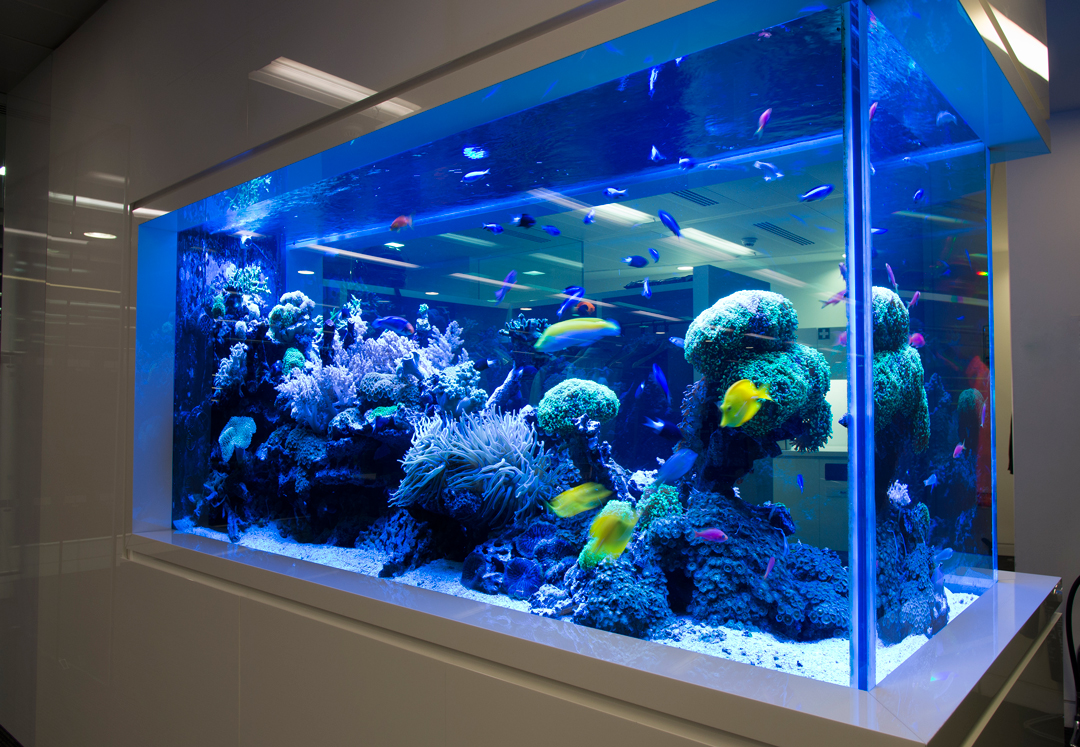 Aquatic Design Centre