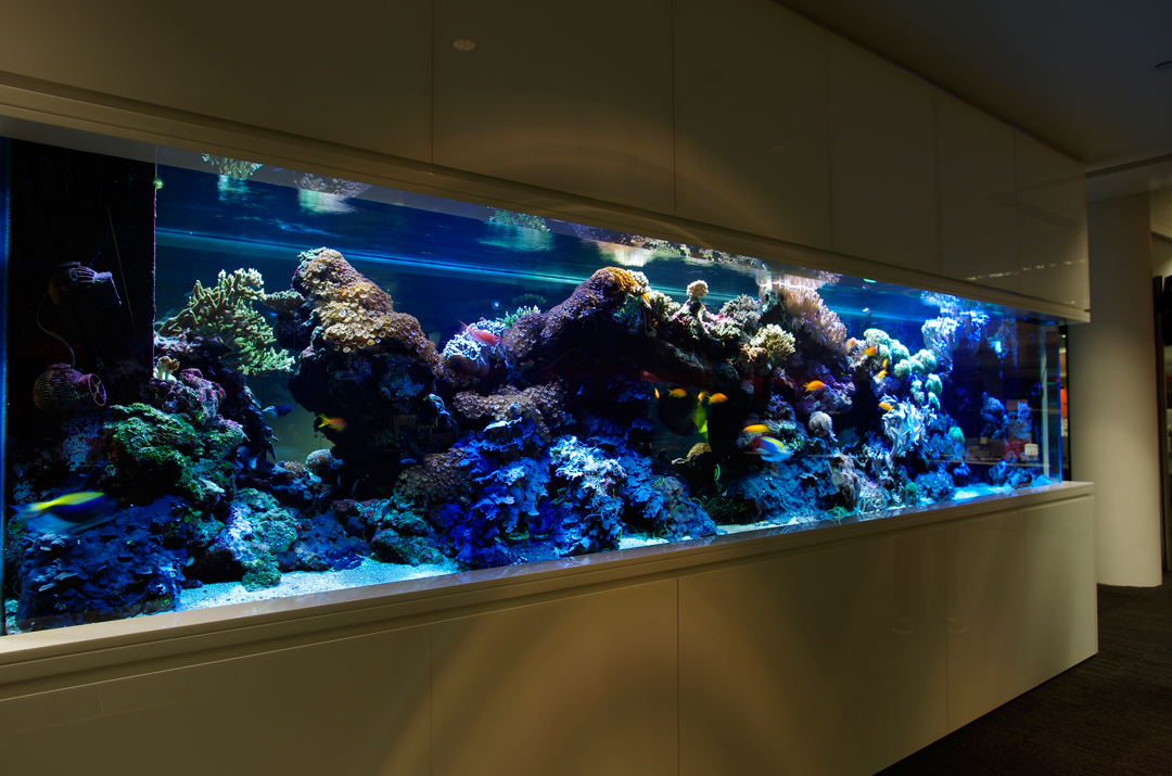 Aquatic Design Centre