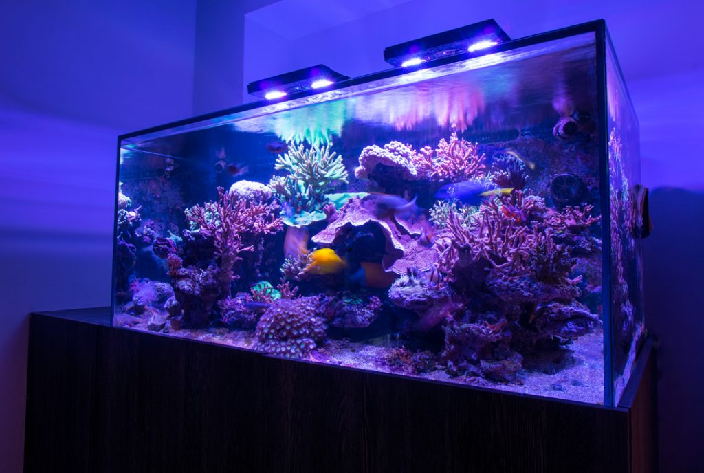 Aquatic Design Centre