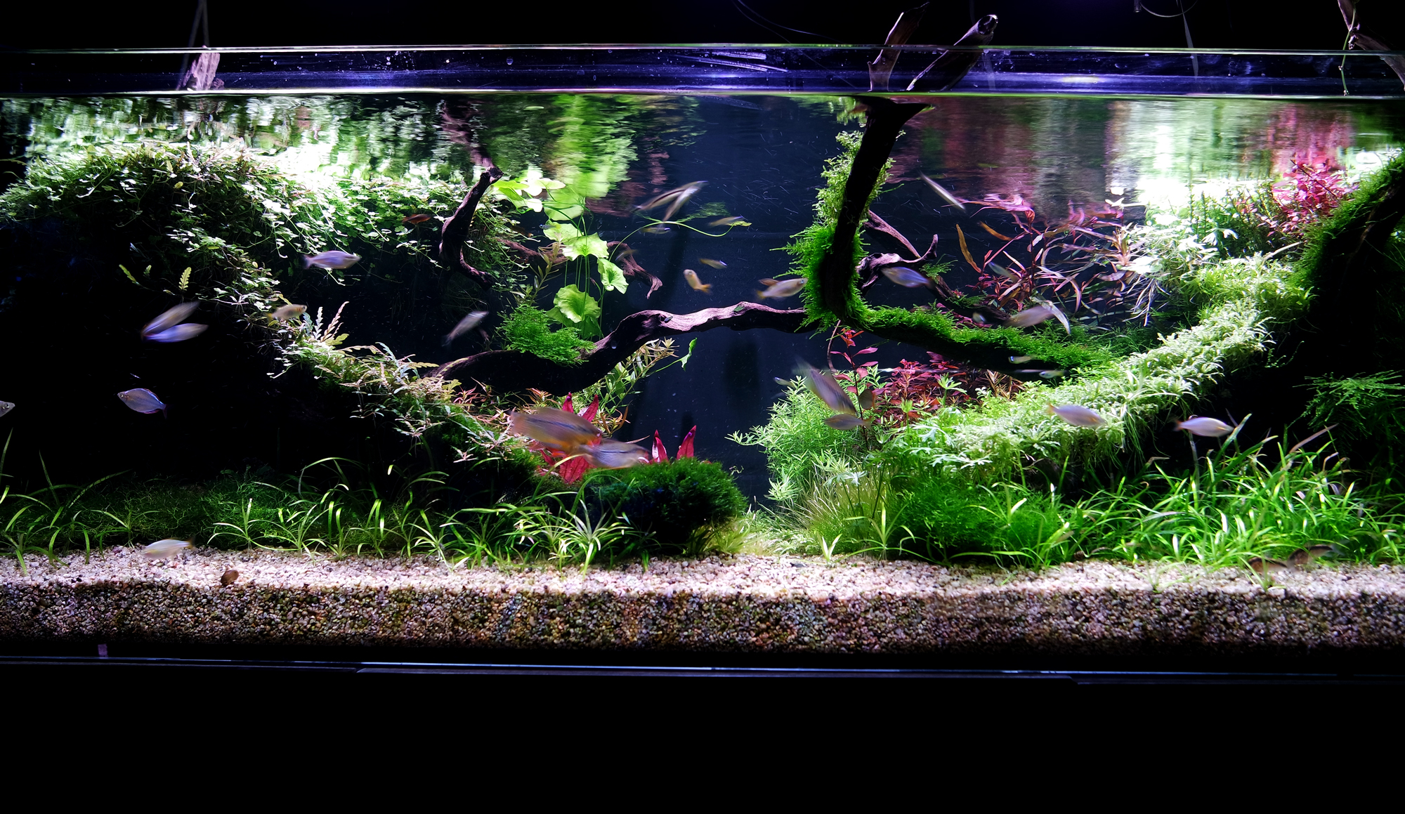 Aquatic Design Centre