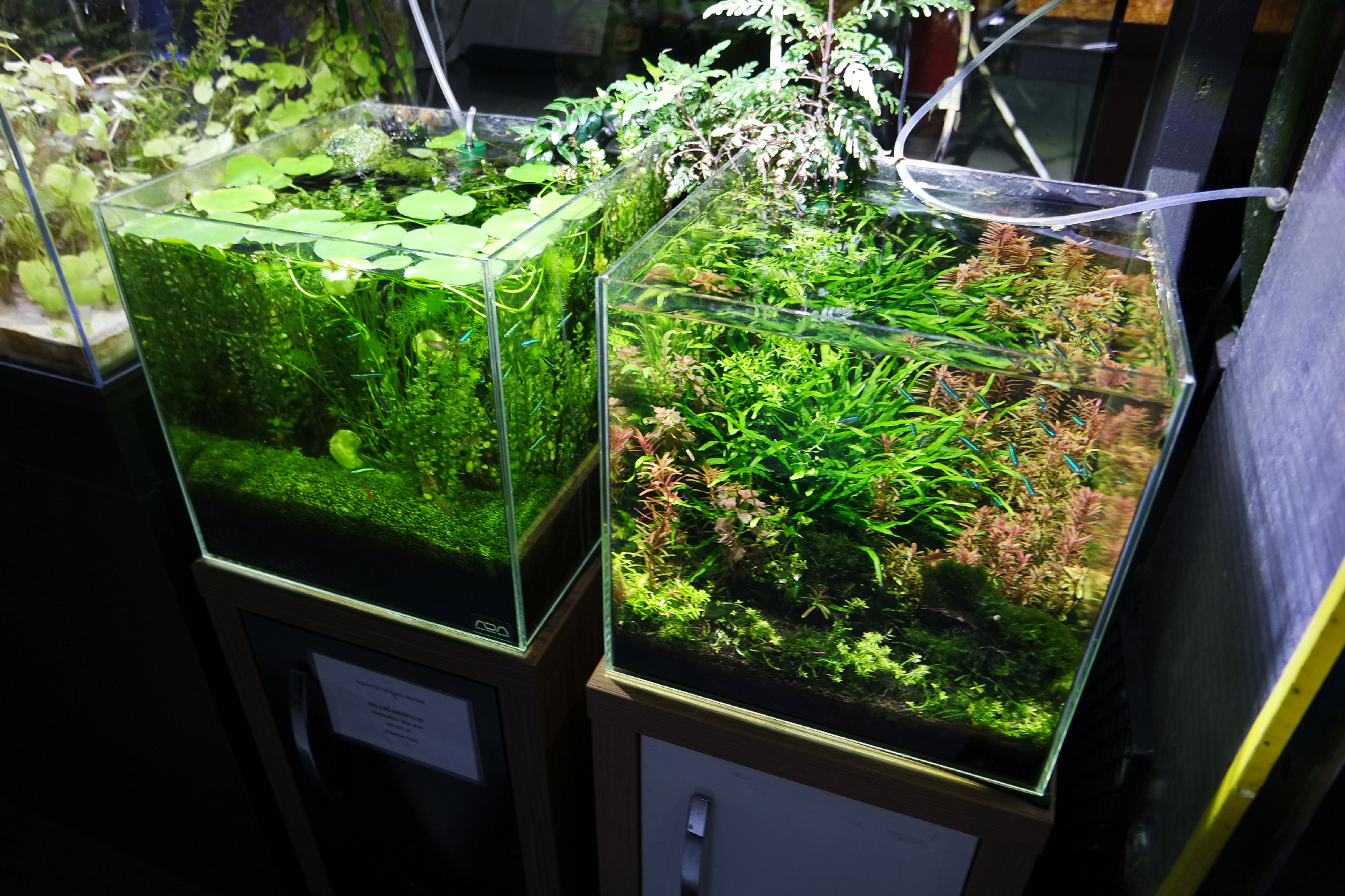 Aquatic Design Centre