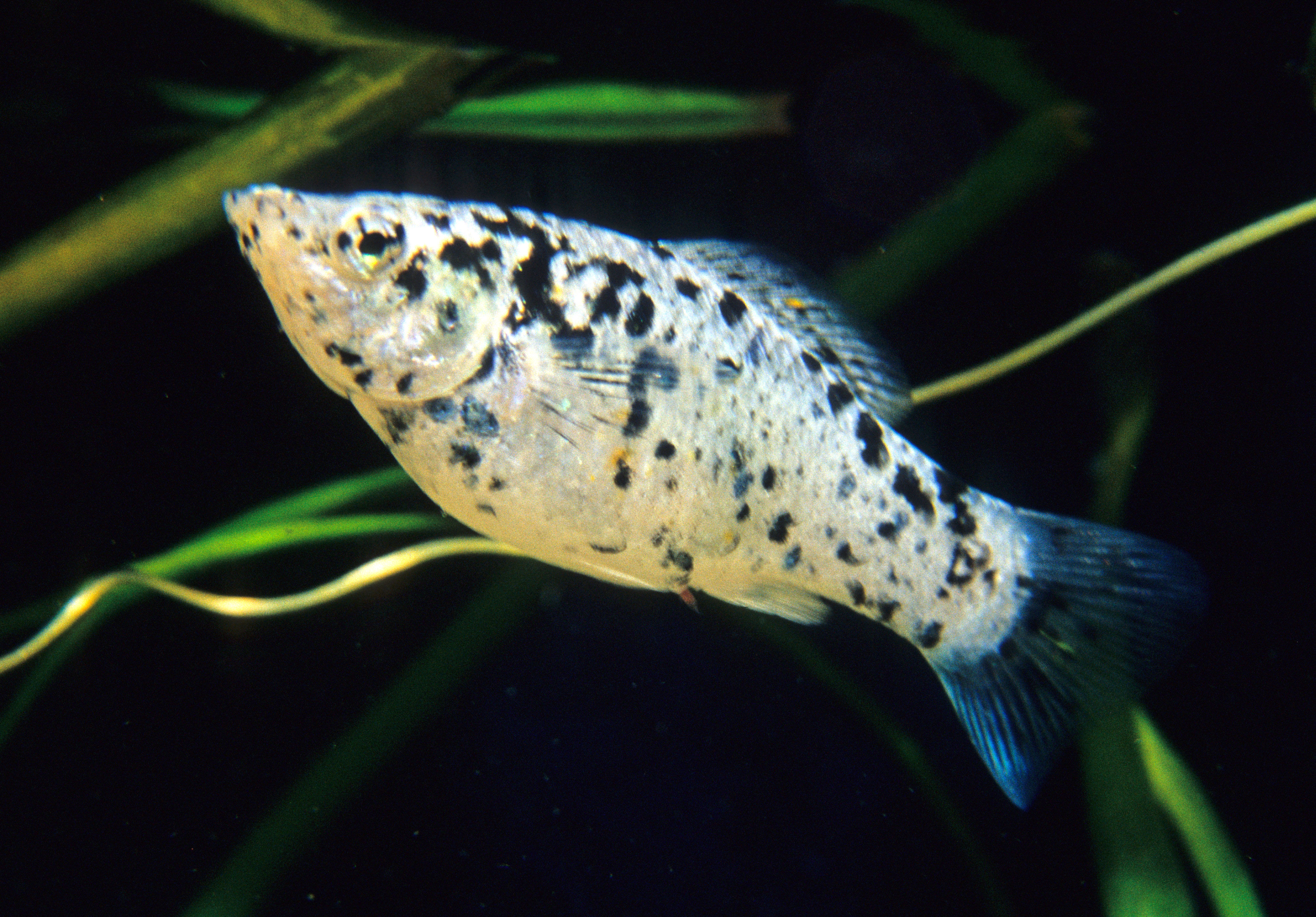 Aquatic Design Centre