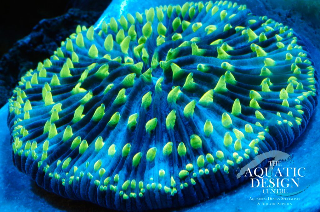 Aquatic Design Centre