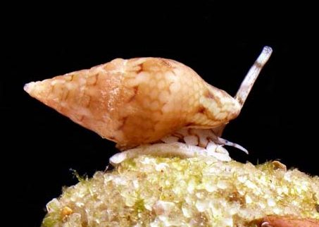 Aquatic Design Centre