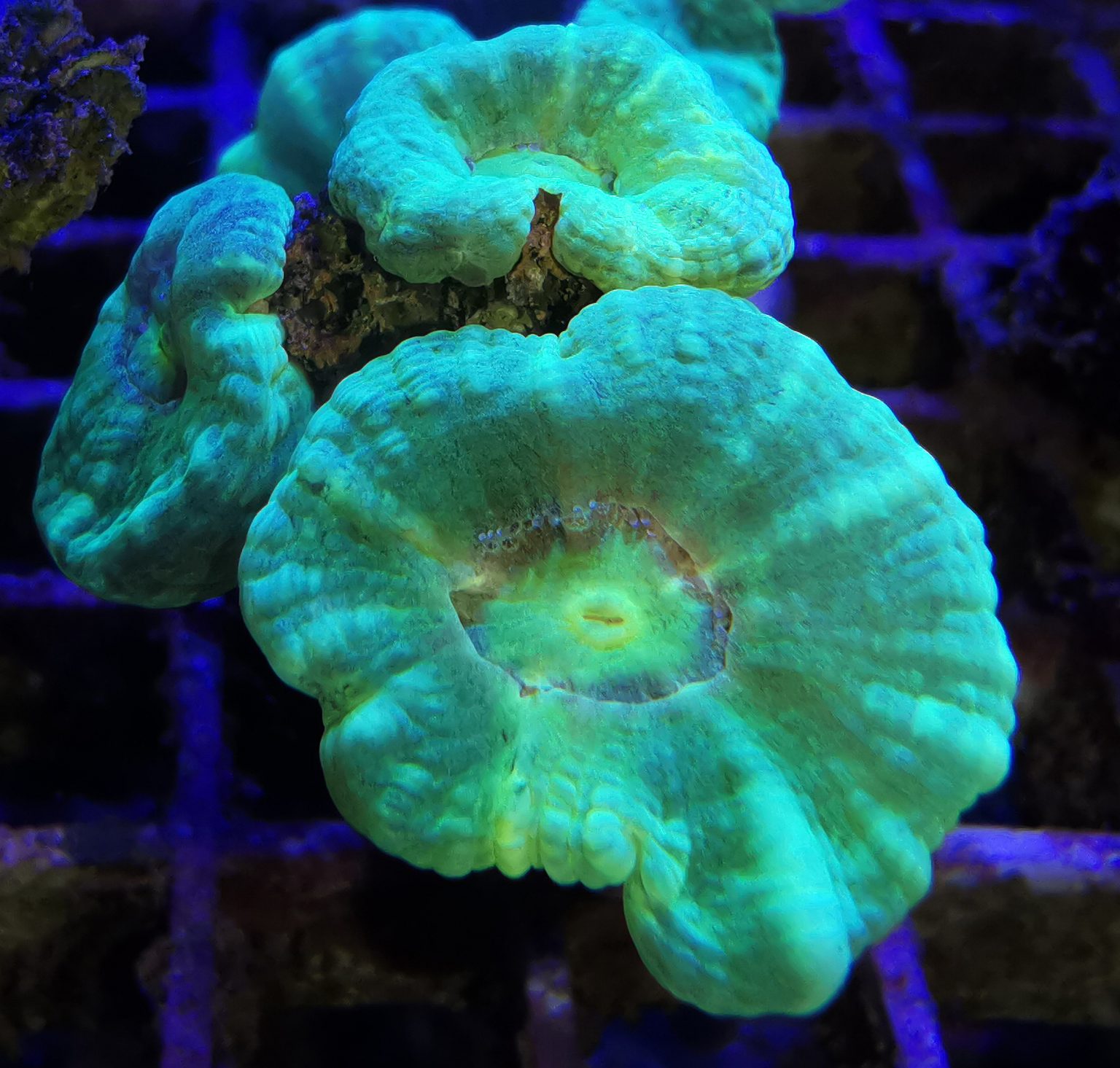 Aquatic Design Centre