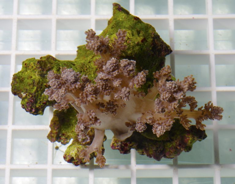 Aquatic Design Centre