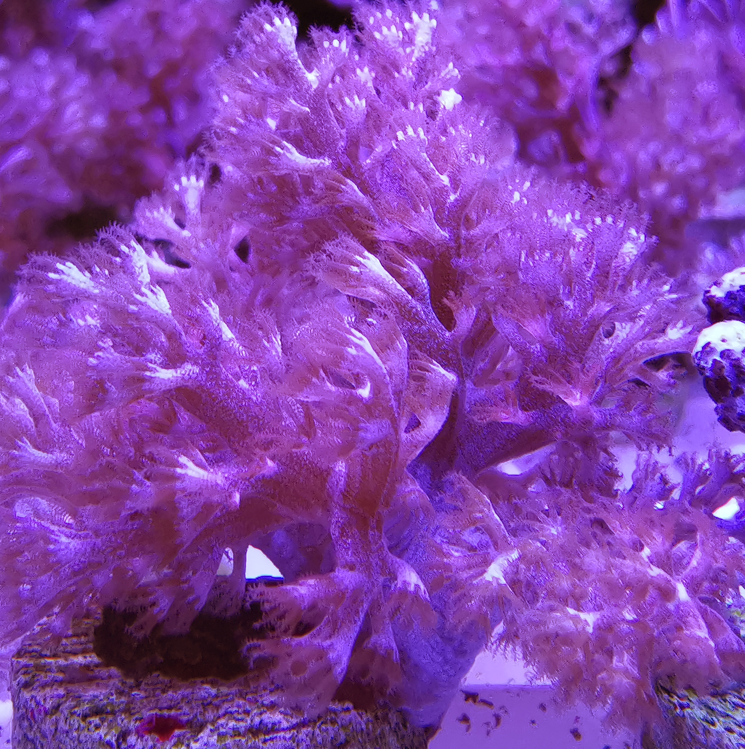 Aquatic Design Centre