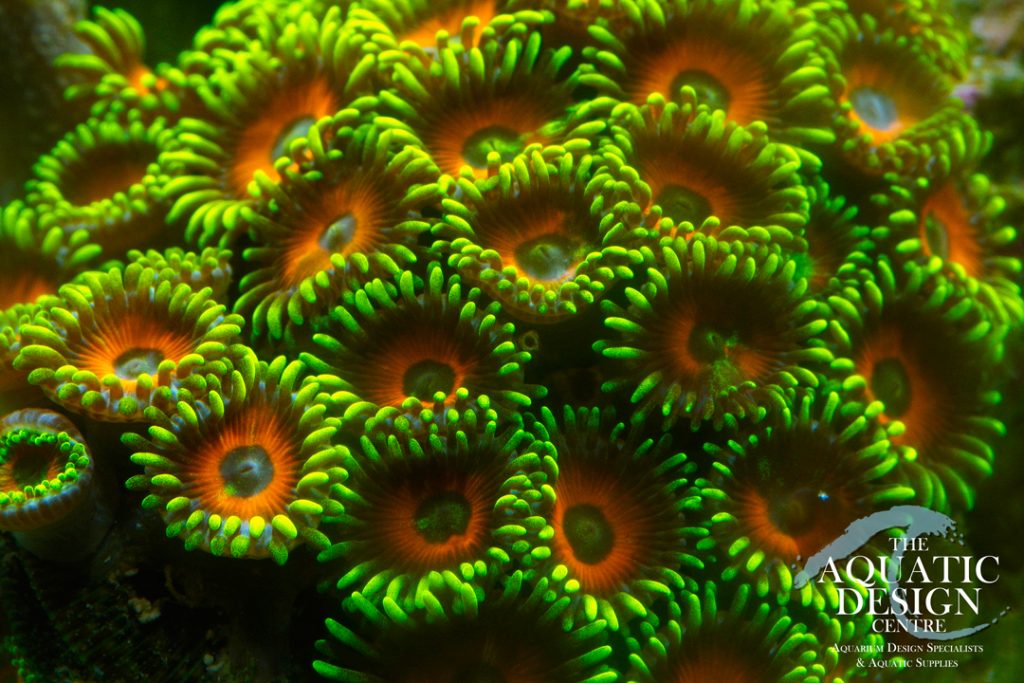 Aquatic Design Centre