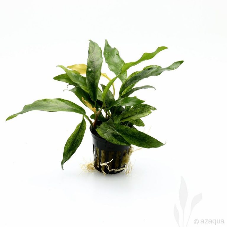 Aquatic Design Centre