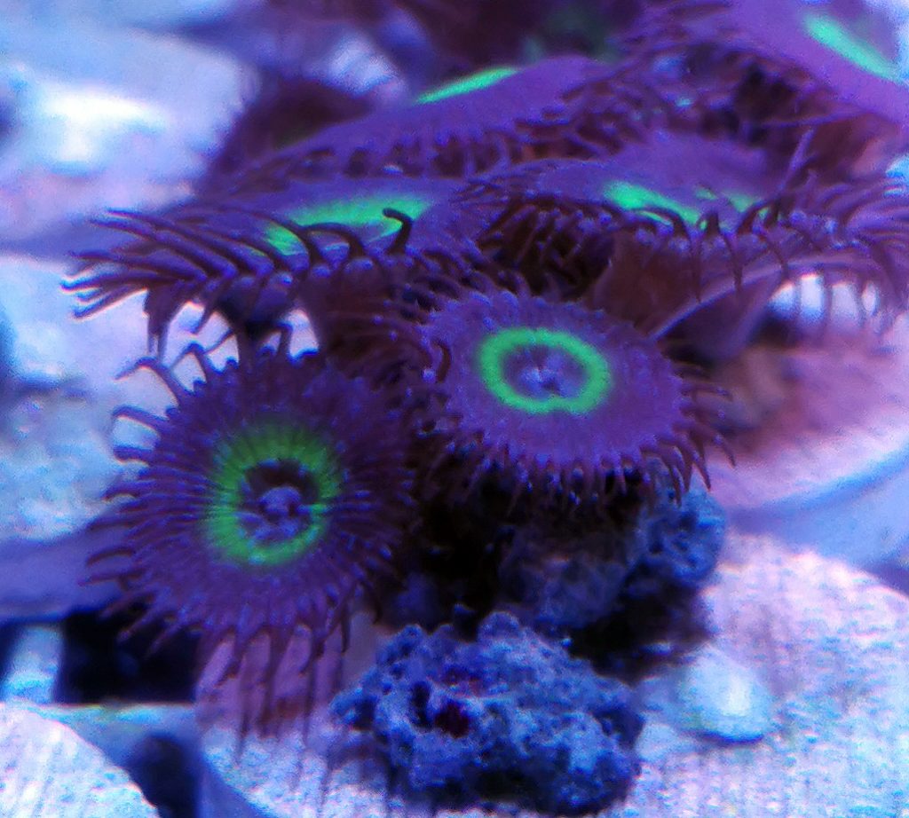 Aquatic Design Centre