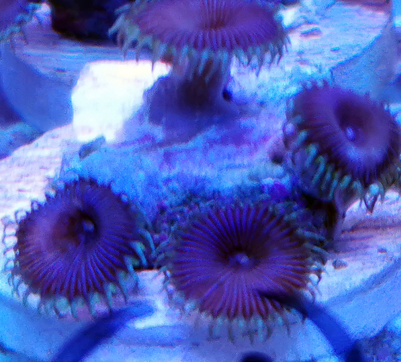 Aquatic Design Centre