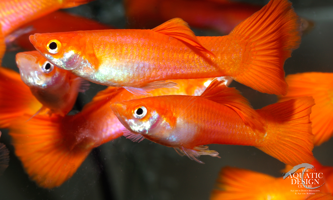 Aquatic Design Centre