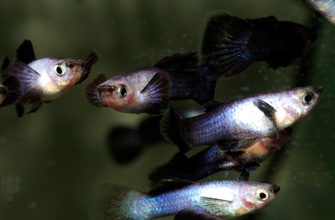 Aquatic Design Centre