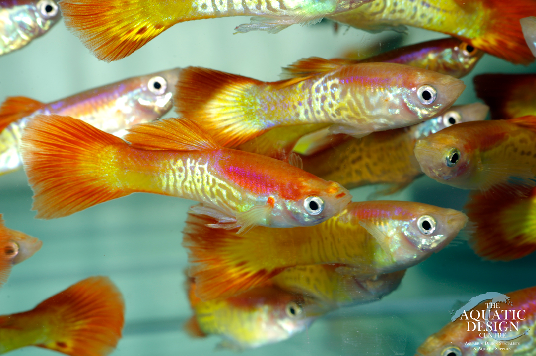 Aquatic Design Centre