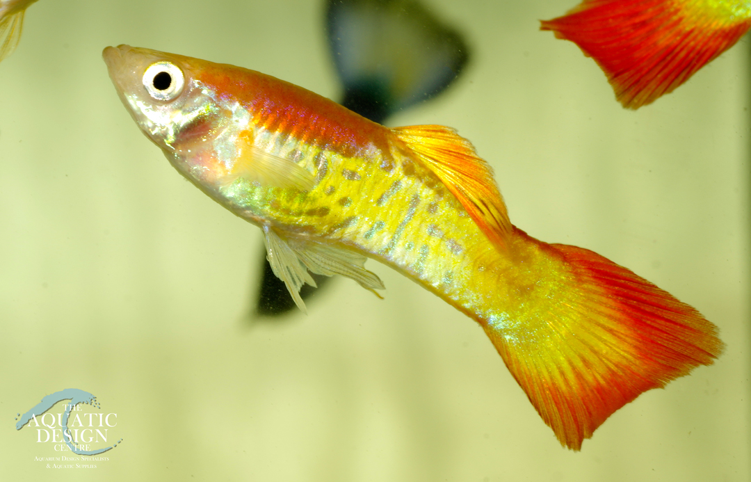 Aquatic Design Centre