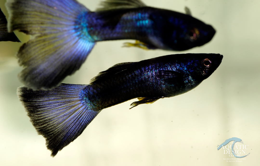 Aquatic Design Centre