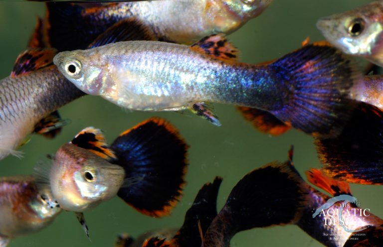 Aquatic Design Centre