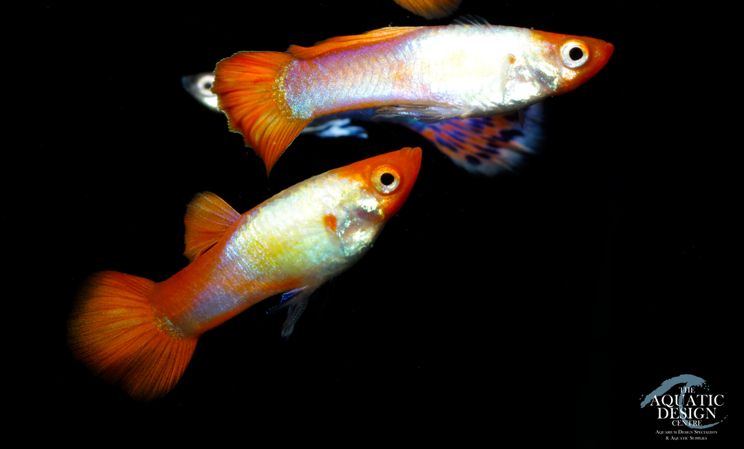 Aquatic Design Centre