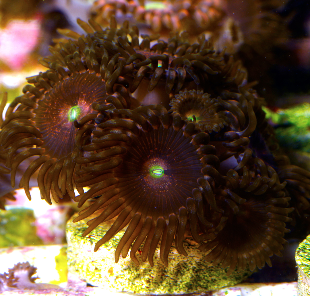 Aquatic Design Centre