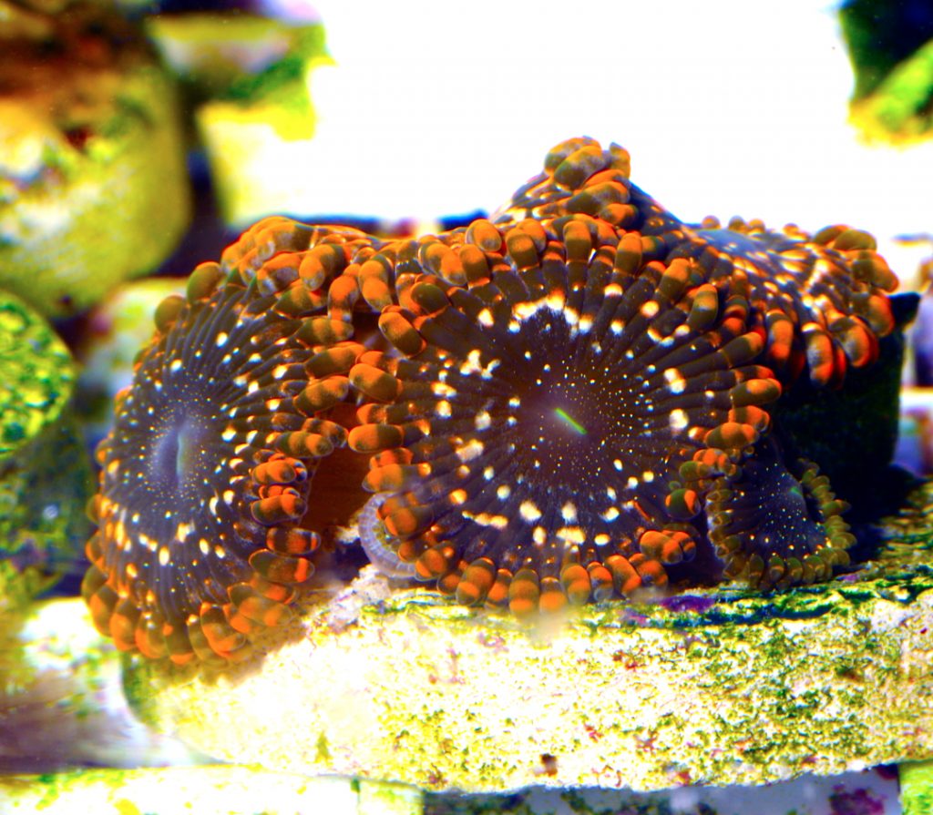 Aquatic Design Centre