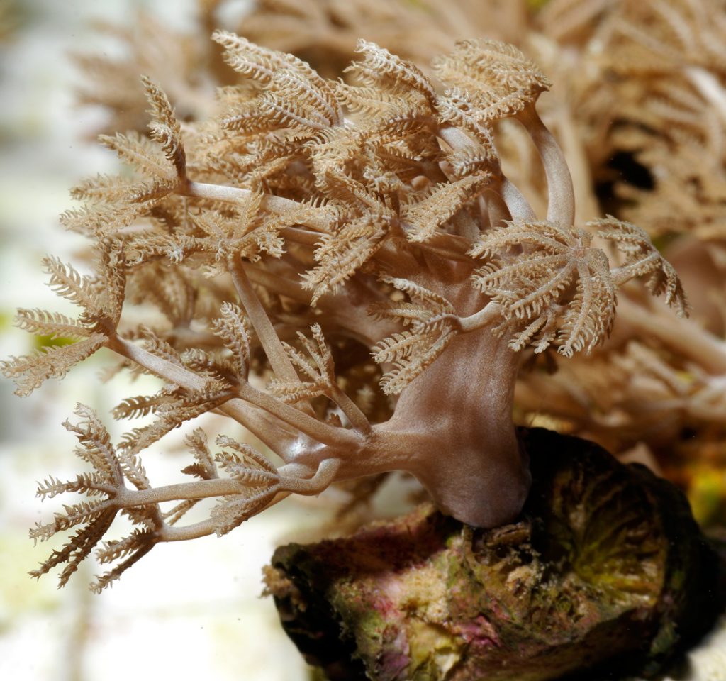 Aquatic Design Centre