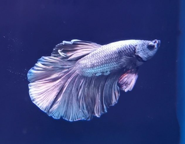 Aquatic Design Centre