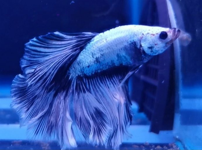 Aquatic Design Centre