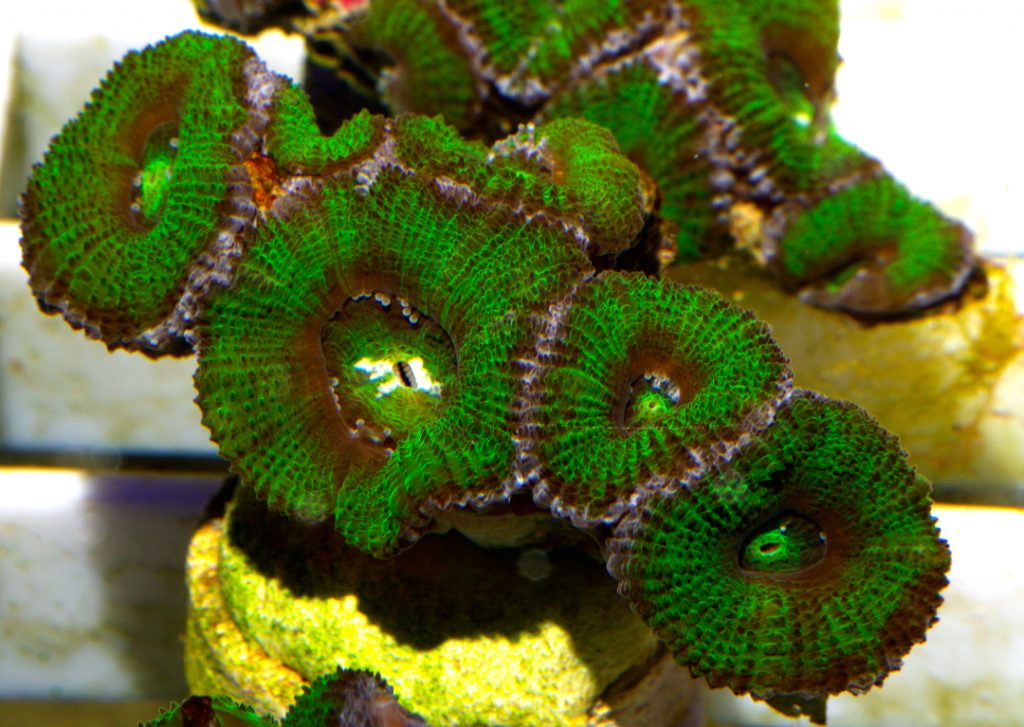 Aquatic Design Centre