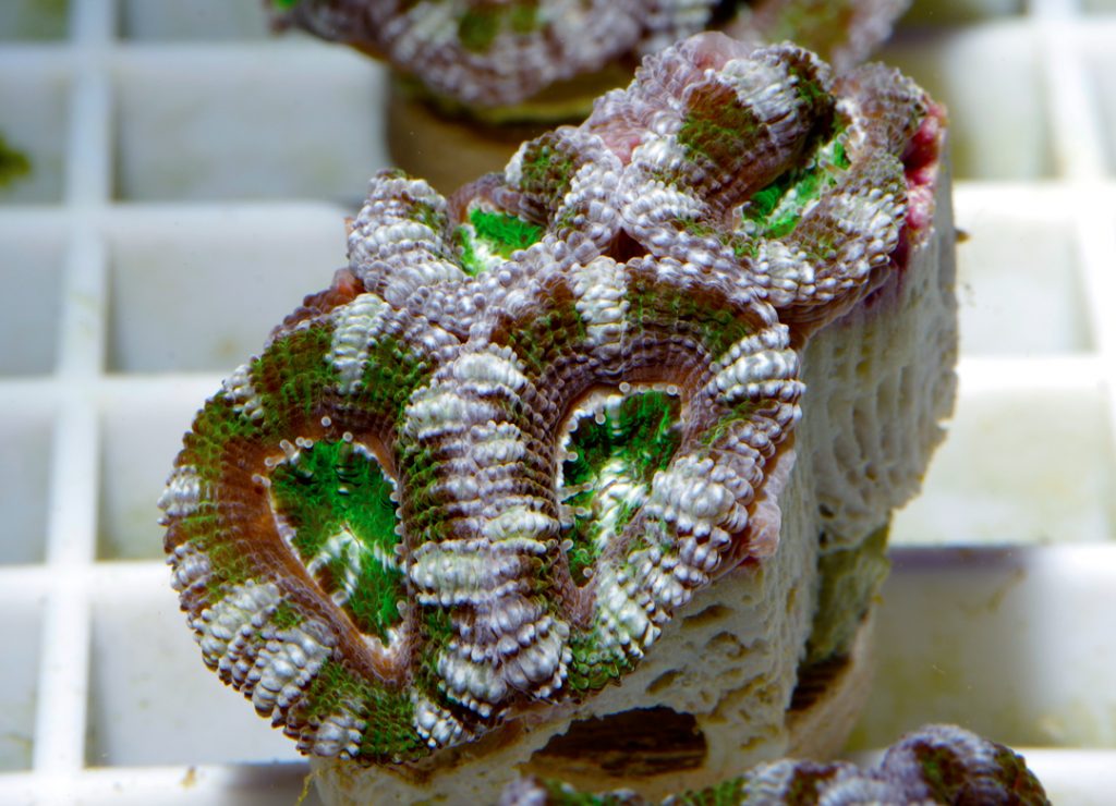 Aquatic Design Centre