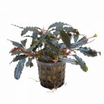 Aquatic Design Centre