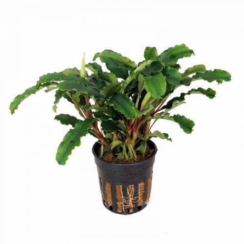 Aquatic Design Centre