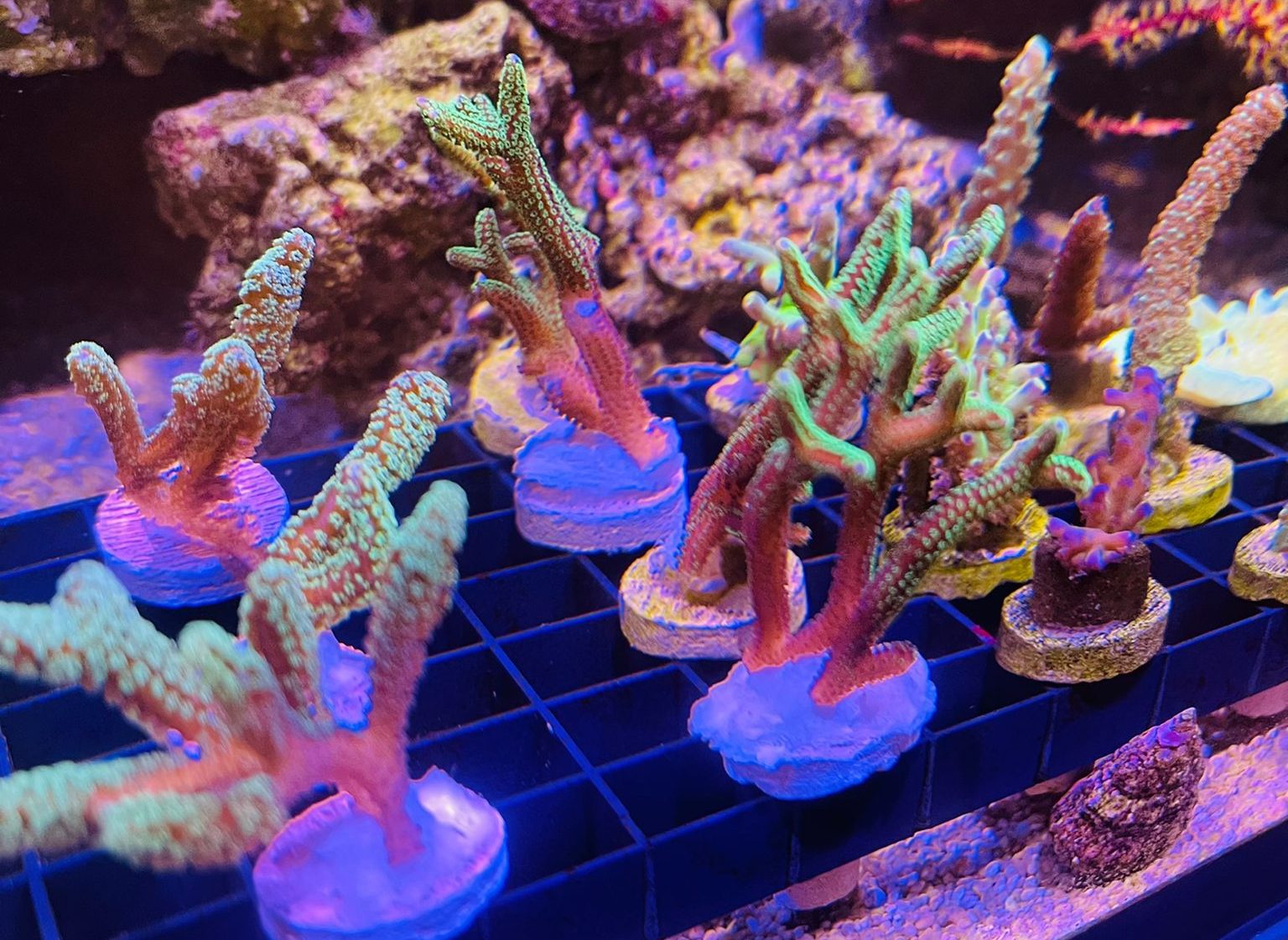 Aquatic Design Centre